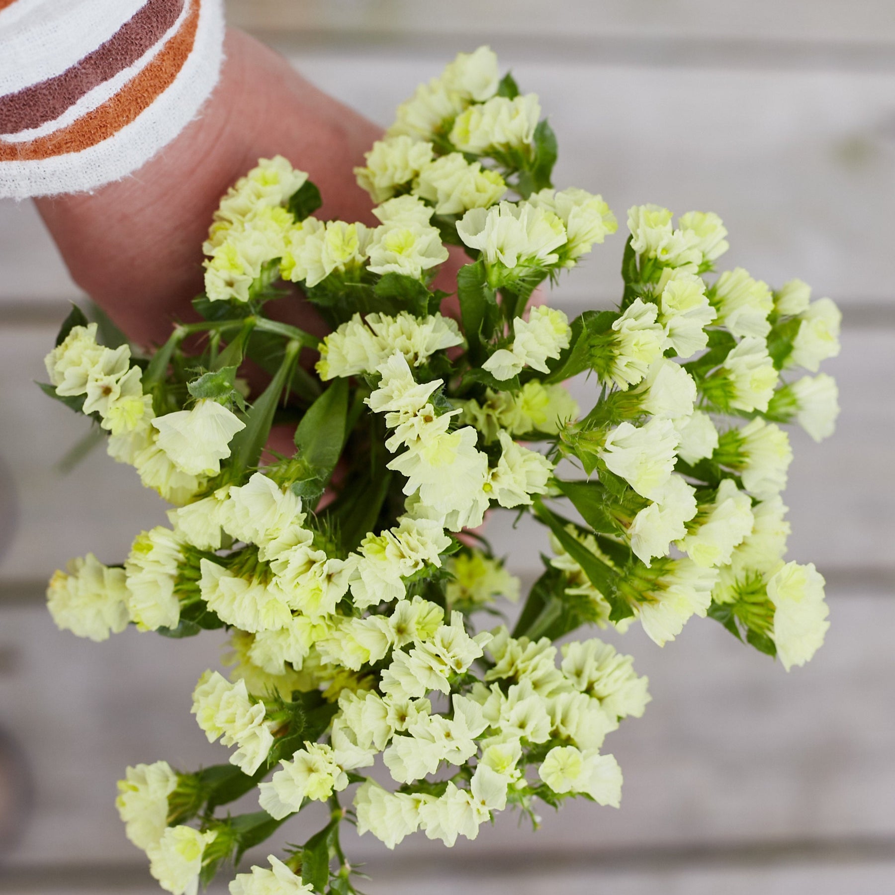 Statice Gold Coast Yellow Flower | X 50 Seeds – Veggie & Flower Garden ...