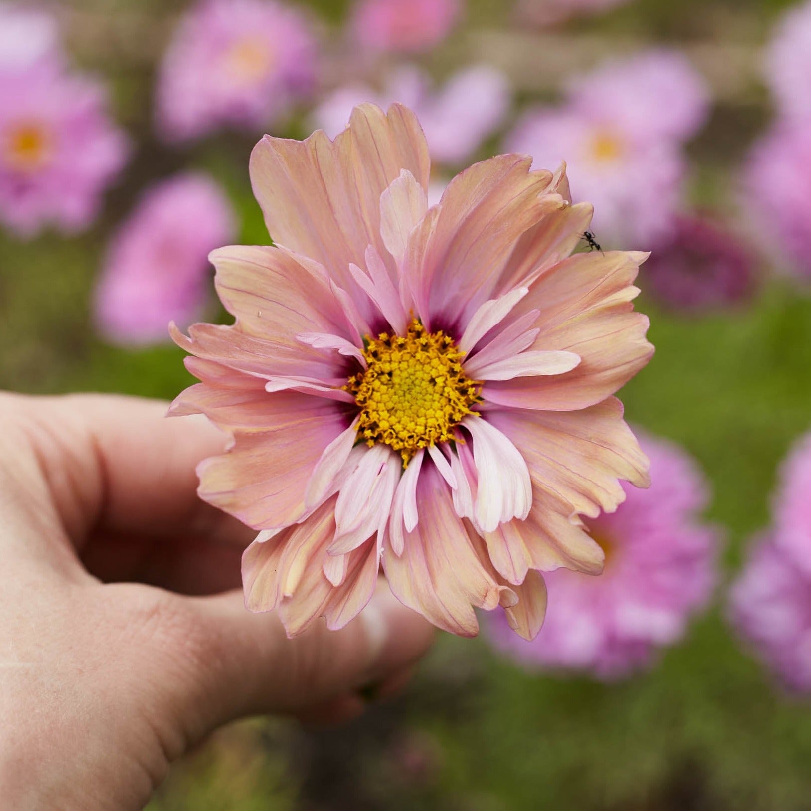 Cosmos Apricotta Flower | X 30 Seeds – Veggie & Flower Garden Seeds