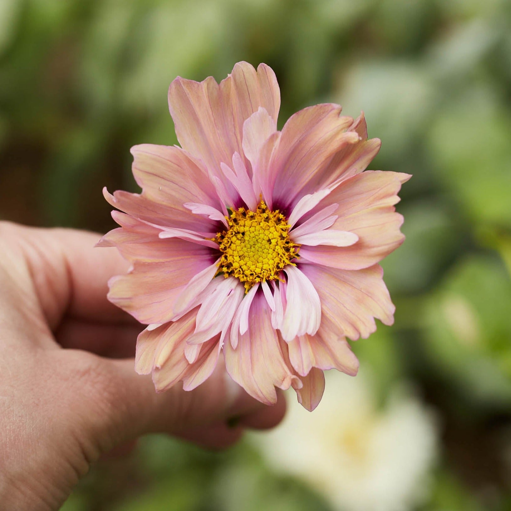 Cosmos Apricotta Flower | X 30 Seeds – Veggie & Flower Garden Seeds