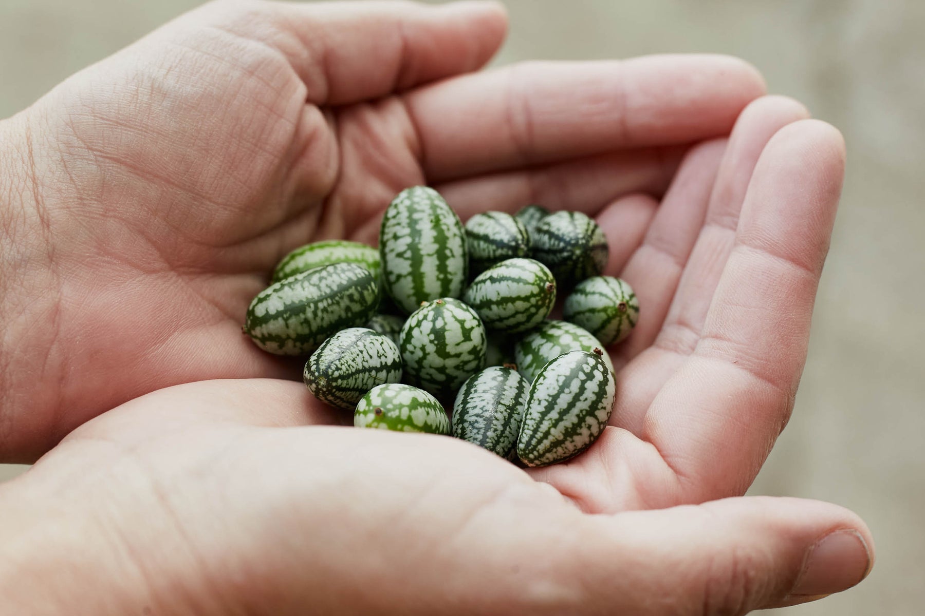 Cucamelon Mouse Melon | x 20 seeds – Veggie & Flower Garden Seeds